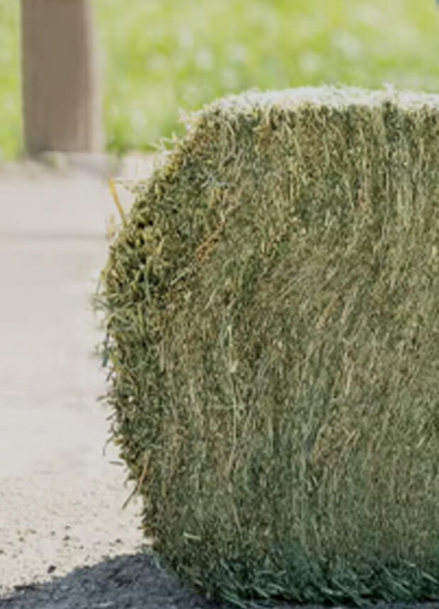 Farm, Ranch, Outdoor, and Home Goods | Atwoods Ranch & Home | Atwoods